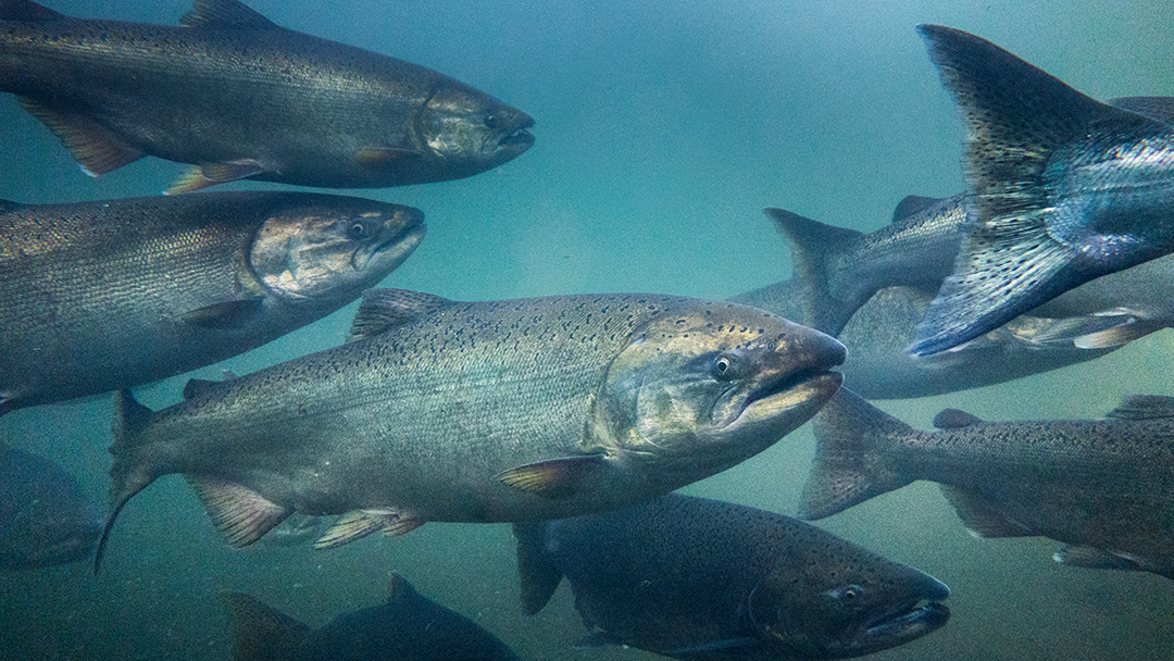 Episode 63: Everything about Salmon with Thomas Cross – Tommy's Outdoors