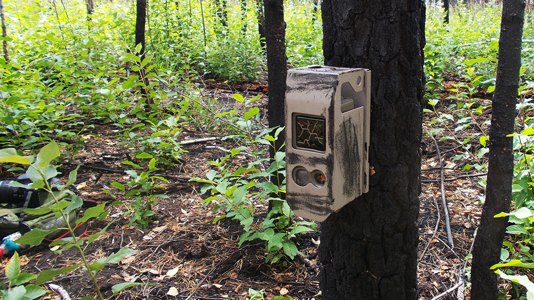 Episode 89: Camera Trapping and Large Mammal Monitoring with Adam ...