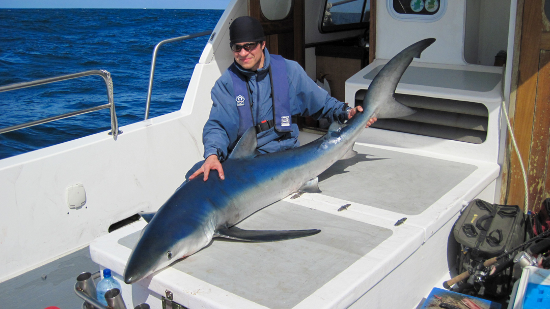 Episode 96: Blue Sharks with Simon Thomas – Tommy's Outdoors