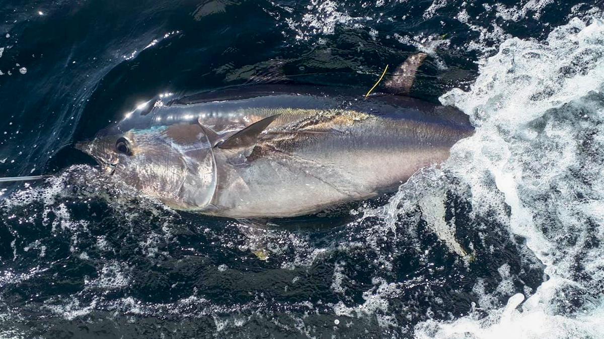 141: Atlantic Bluefin Tuna with William Roche – Tommy's Outdoors