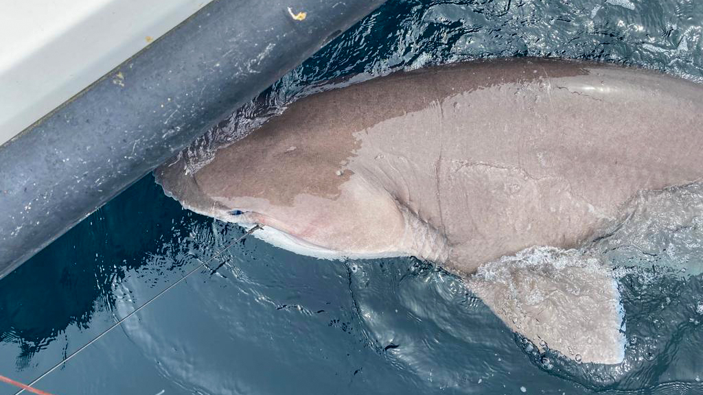 155: Sixgill Sharks and Flapper Skates with Patrick Collins – Tommy's ...